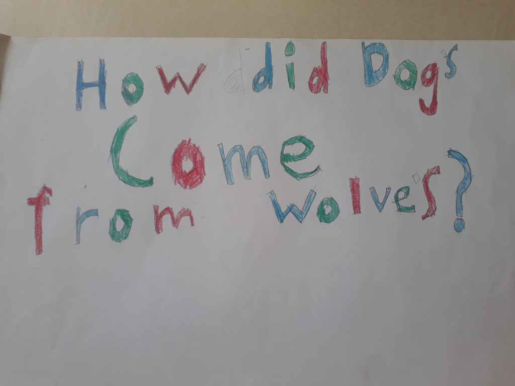 How did dogs come from wolves? – White Wolf Writer